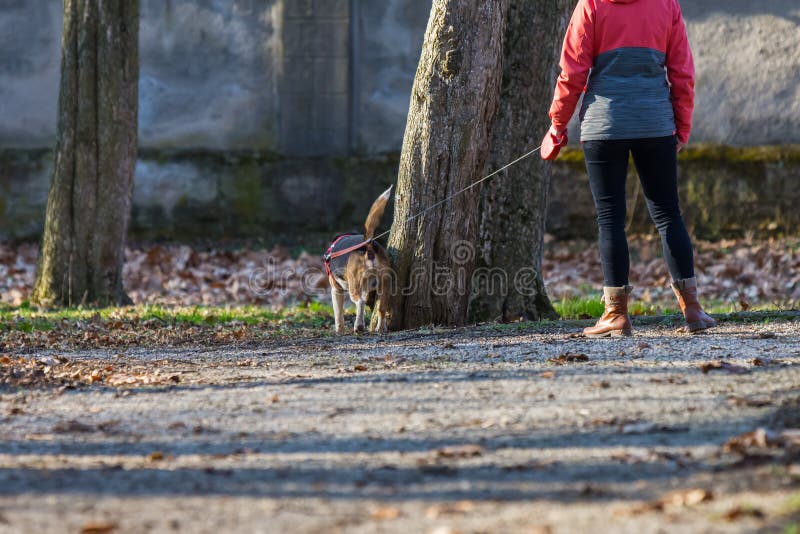 Dog on a Leash at a Big Tree with His Master Stock Image - Image of ...