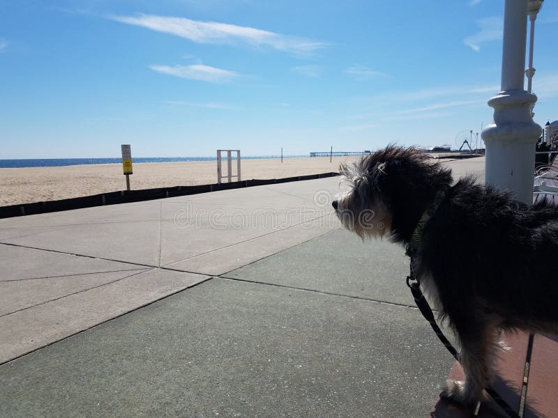 Dog on Leash at Boardwalk Staring at the Ocean Stock Photo - Image of ...