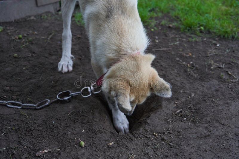 Dog on Leash Digging Hole, Dog on Chain Digging Hole for Bone, Digging ...