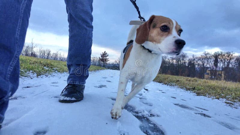 Dog on a Leash during a Stroll with His Owner. Walking with a Dog on a ...