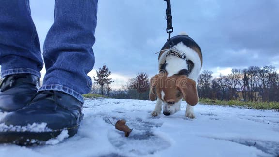 Dog on a Leash during a Walk with His Master. Walking with a Dog on a ...