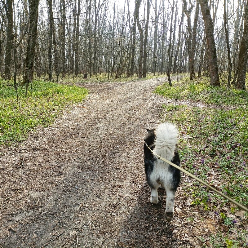 Dog on a Leash Walking in the Spring Forest Stock Image - Image of ...