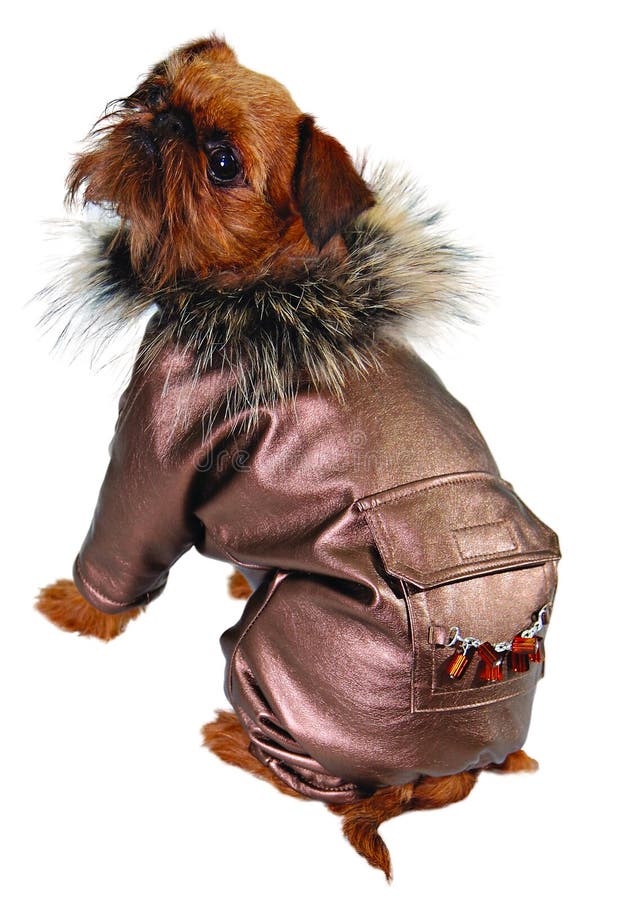 Dog in leather jacket stock image. Image of suit, canine - 10491461