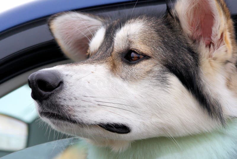 Dog Left Behind in Vehicle stock photo. Image of owner - 25680836