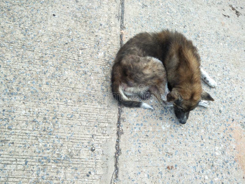 Dog leper stock image. Image of street, road, space - 100550567