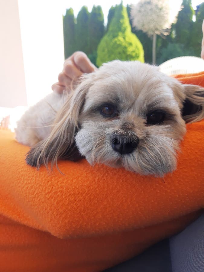 Dog lhasa apso stock image. Image of apso, puppy, lhasa - 281122859