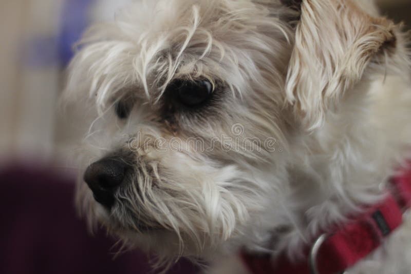 Dog Lhasa Apso Terrier 0646 Stock Image - Image of breed, canine: 191728211