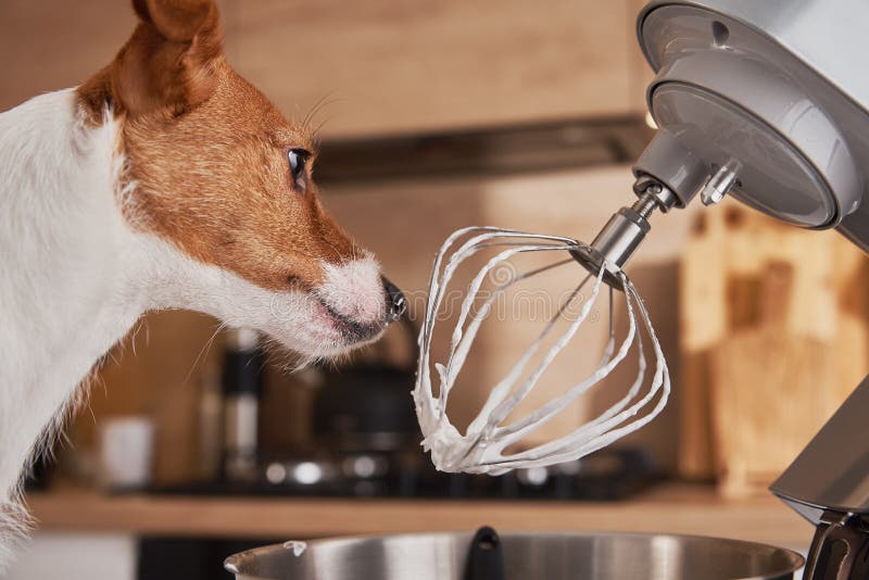 Dog Licking Food Processor Whisk in Kitchen Stock Photo - Image of jack ...