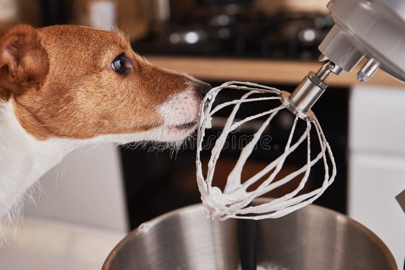 Dog Licking Food Processor Whisk in Kitchen Stock Photo - Image of food ...