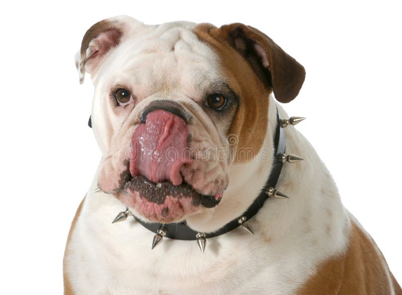 Dog sticking out tongue stock photo. Image of shot, domestic - 13227898