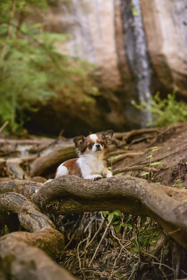 Dog waterfall stock photo. Image of doggy, outdoor, landscape - 121863800