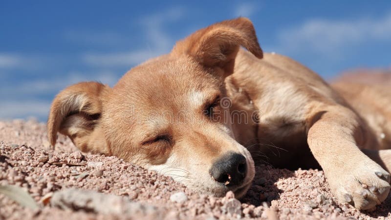Dog Lies Under Scorching Sun in Desert Stock Video - Video of beast ...
