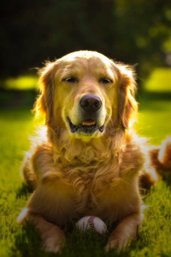 Dog Life stock image. Image of pets, rest, spring, dogs - 43920795