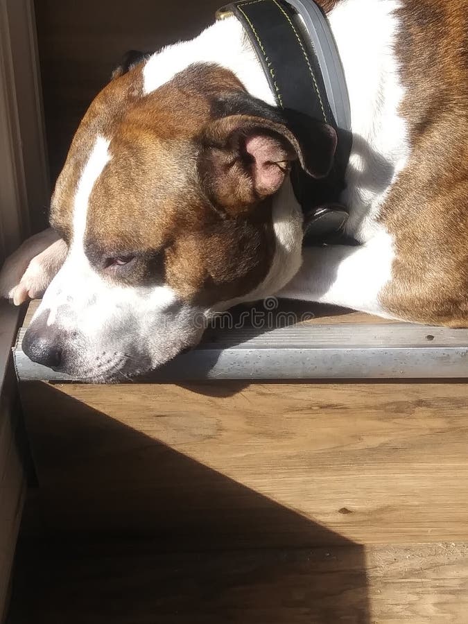 Dog life sun stock photo. Image of terrier, nose, animal - 222122672