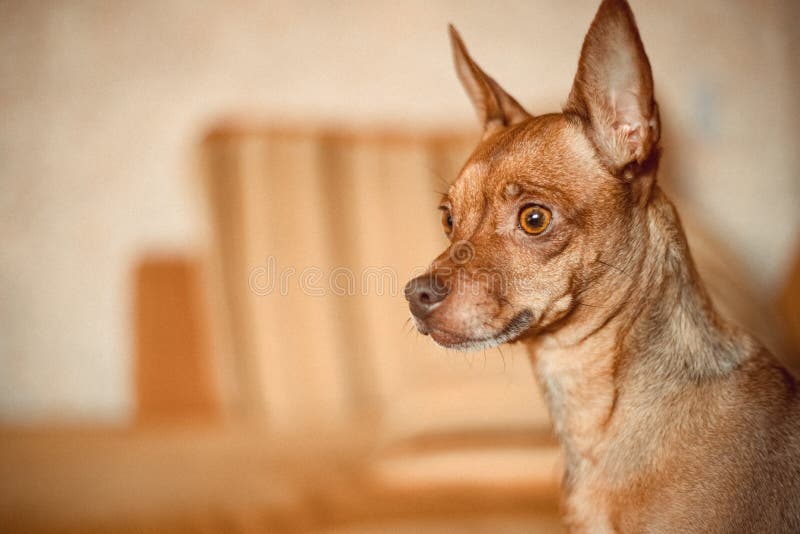 Dog on the Light Coloured Background Local Light Red Toy Terrier Stock ...