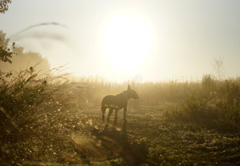Dog in the light of dawn stock image. Image of morning - 121166065