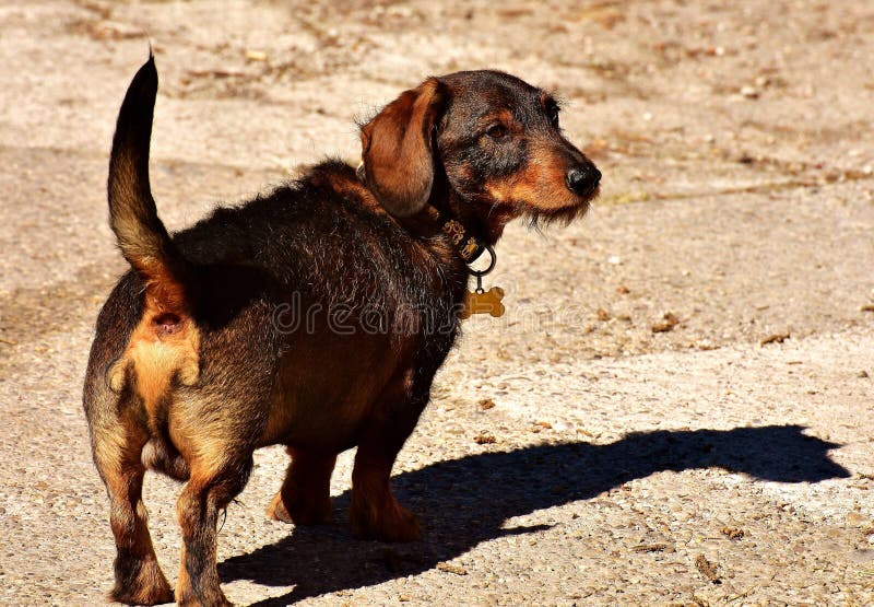 Dog, Dog Like Mammal, Dog Breed, Dachshund Picture. Image: 100244516
