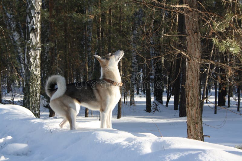 Dog Like Mammal, Dog, Snow, Dog Breed Group Picture. Image: 113060061