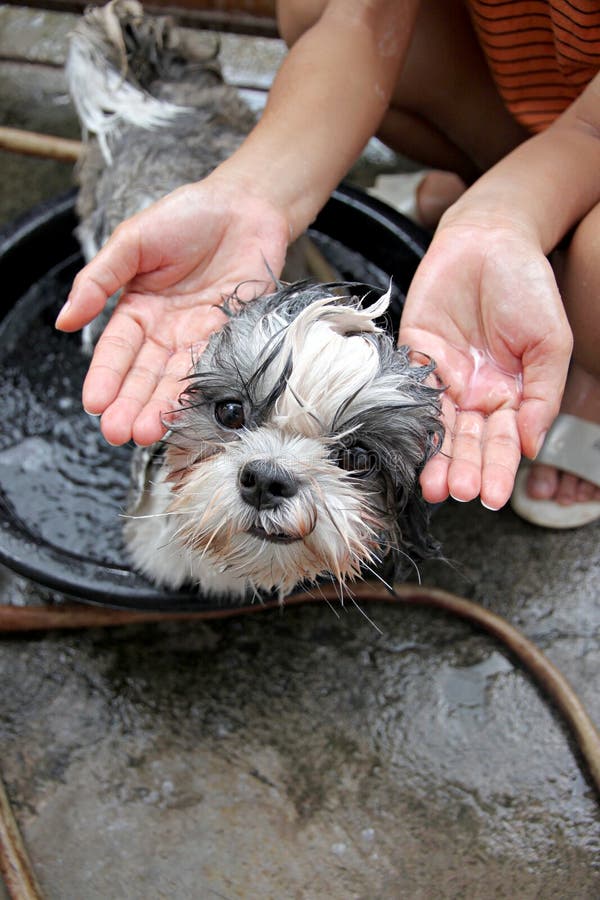 Dog and Liquid Soap in Hand. Stock Image - Image of canine, hound: 32341315