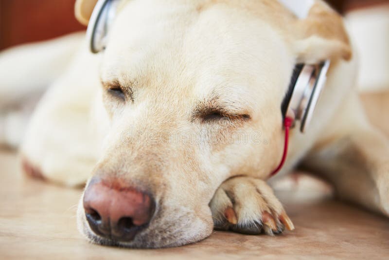 Dog is listening music stock photo. Image of relaxation - 38096018