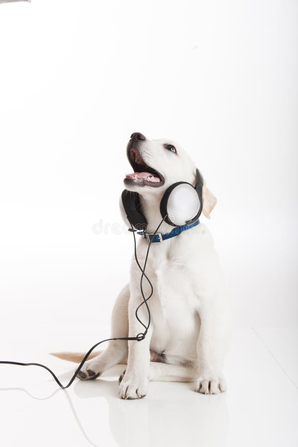 Dog listening to music stock photo. Image of headset - 18082060
