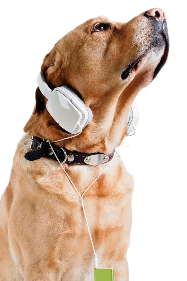 Dog listen to music stock photo. Image of isolated, headphones - 23638440