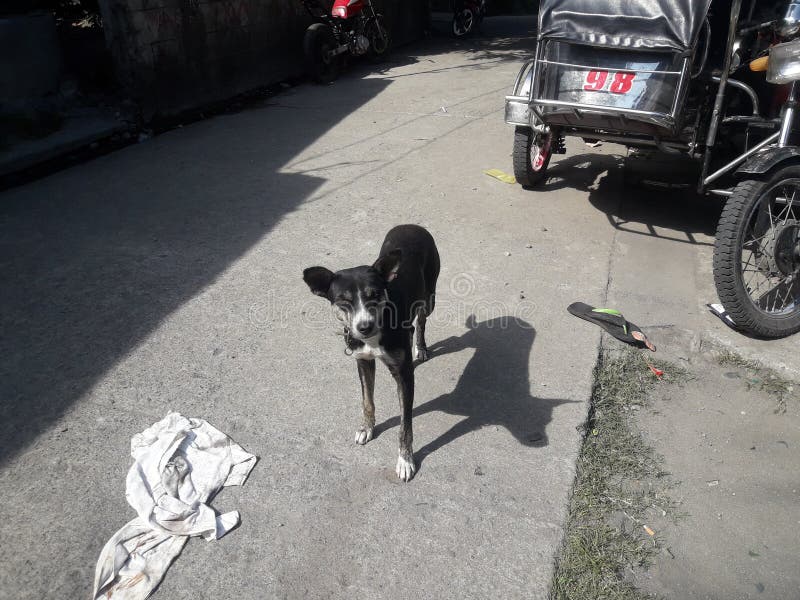 Dog editorial photo. Image of aspin, native, philippine - 129978561