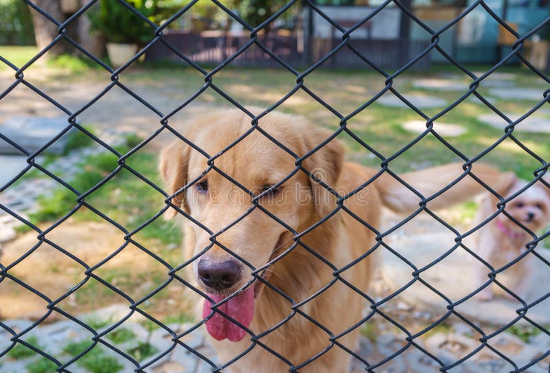 Dog Lock Down in Cage stock photo. Image of focus, friendship - 54873062