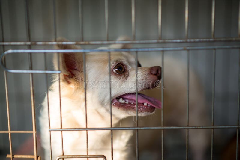 Dog locked in a cage stock image. Image of locked, cute - 207906261