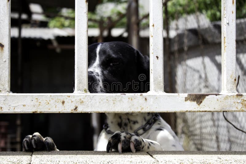 Dog locked in cage stock image. Image of kennel, shelter - 181435117