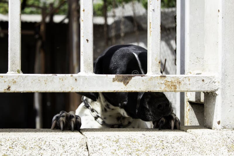 Dog locked in cage stock photo. Image of domestic, stray - 181435120