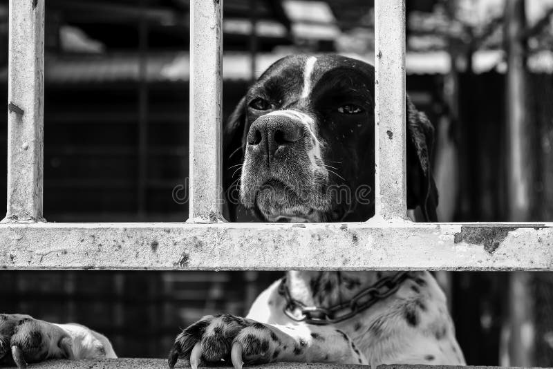 Dog locked in cage stock photo. Image of adopt, domestic - 187935864