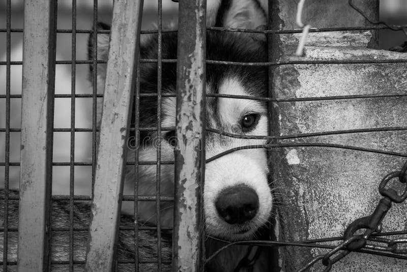 Dog locked in the cage stock photo. Image of canine, face - 63019928