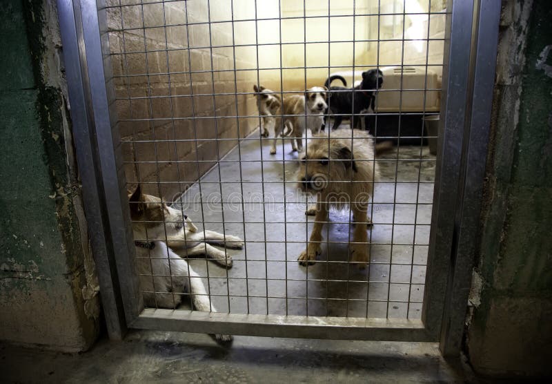 Dog locked in kennel stock image. Image of concept, locked - 137140933