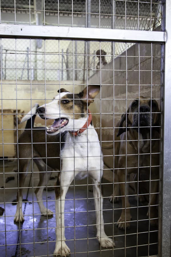 Dog locked in kennel stock photo. Image of alone, poor - 141911250