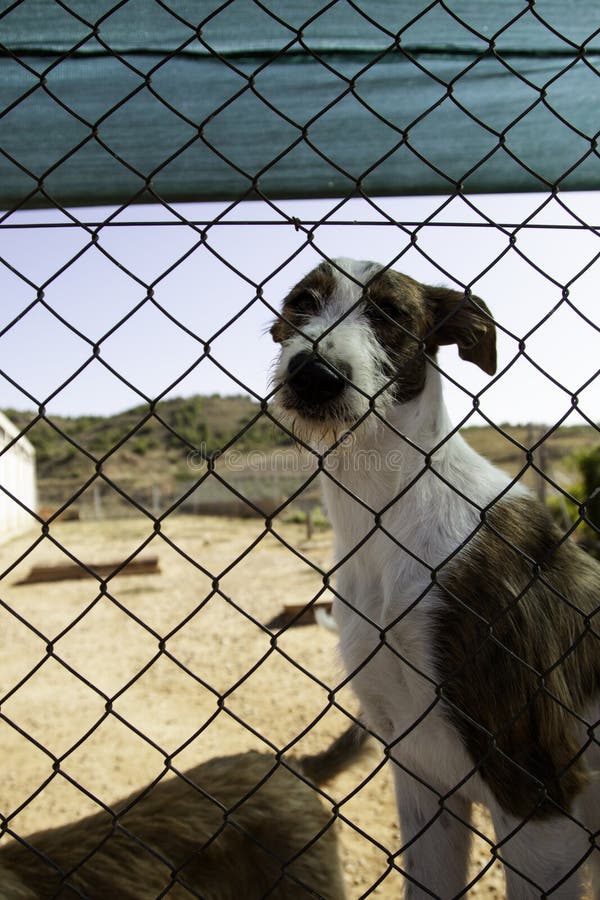 Dog locked in kennel stock image. Image of homeless - 137140965