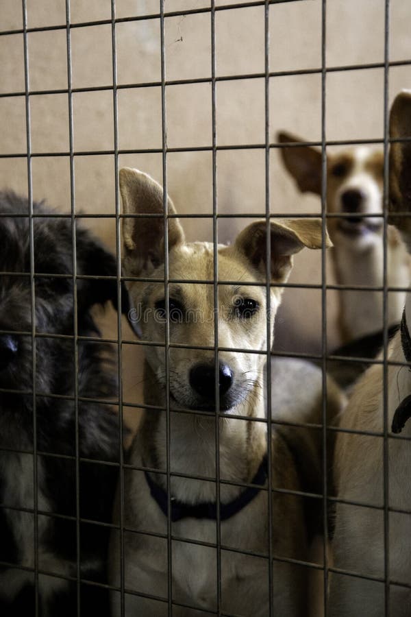Dog locked in kennel stock photo. Image of alone, poor - 141911250