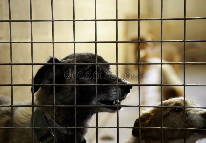 Dog locked in kennel stock image. Image of eyes, friend - 137140989
