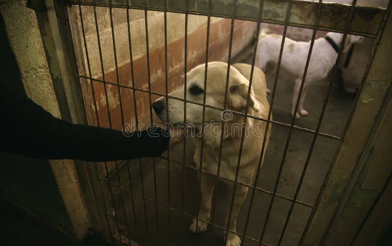 Dog locked in kennel stock image. Image of portrait - 137600267