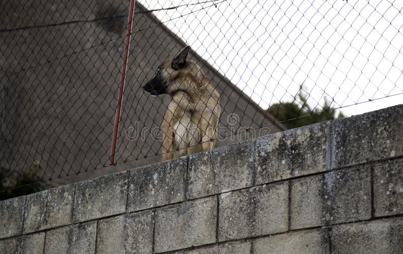 Dog locked in kennel stock image. Image of eyes, looking - 162088353