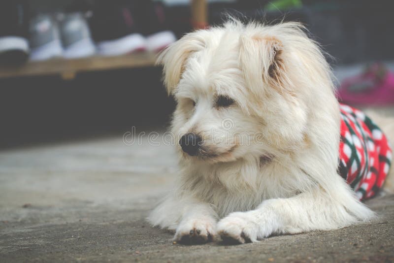 Dog lonely alone stock photo. Image of laziness, breed - 92809346