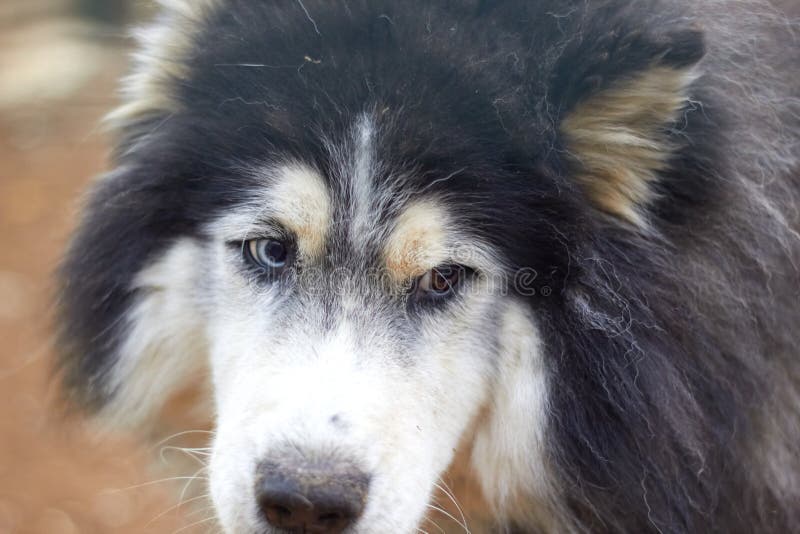 A Dog Longhaired with Multi-colored Husky Eyes Stock Photo - Image of ...