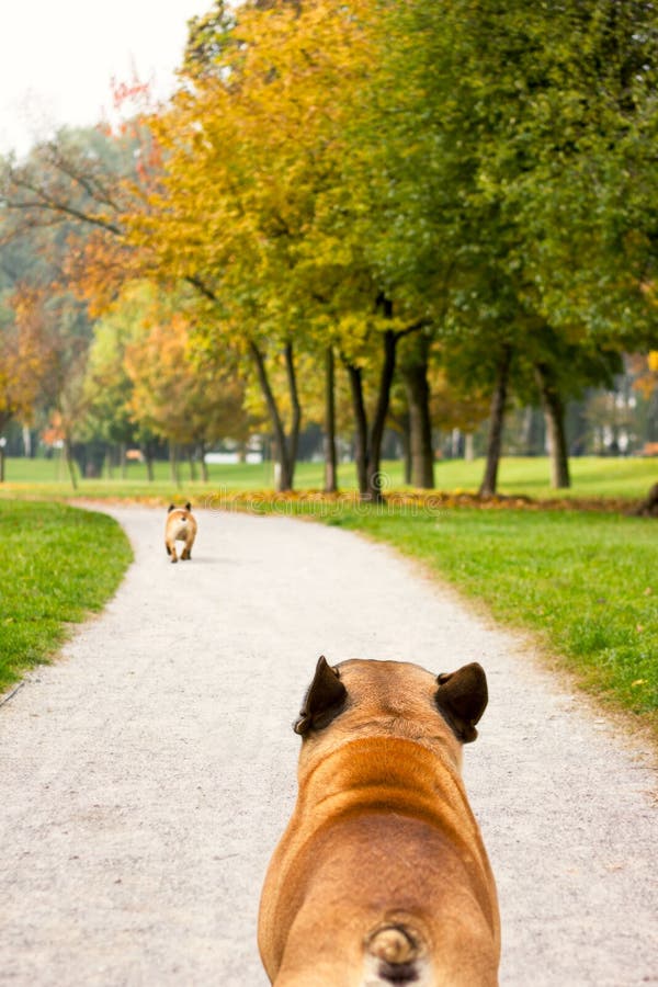 Dog Longingly Looking at the Another Dog Stock Image - Image of grass ...