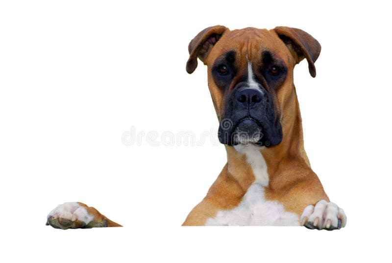 Dog look stock photo. Image of horizontal, copy, isolated - 25533018