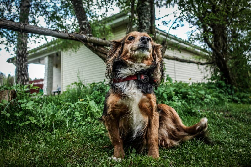 Dog look stock image. Image of animal, cute, breed, outdoors - 92826199