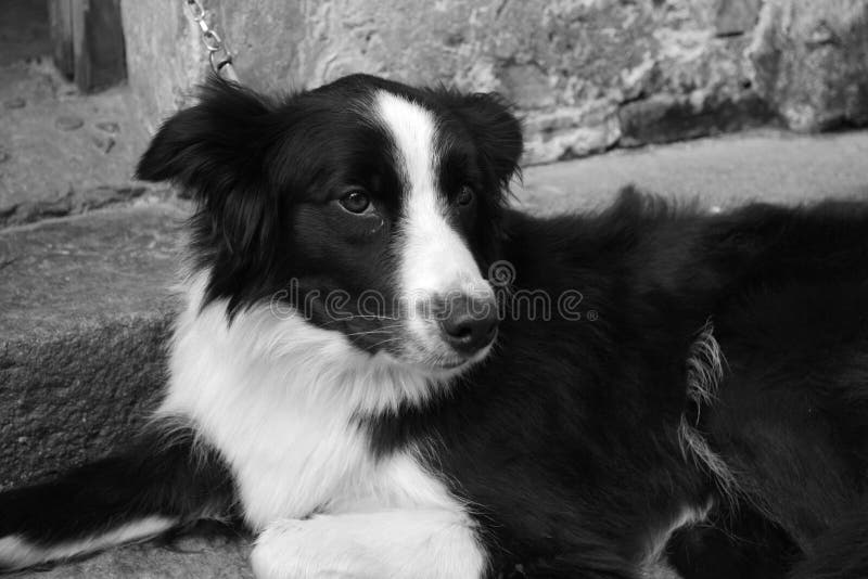 Dog look at me stock image. Image of sorry, guilty, watching - 9618047