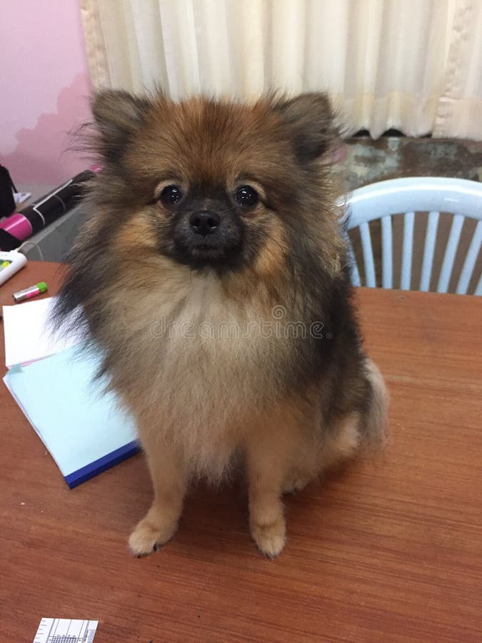 Dog stock image. Image of cute, dogeyes, dogsad, doglook - 96520819