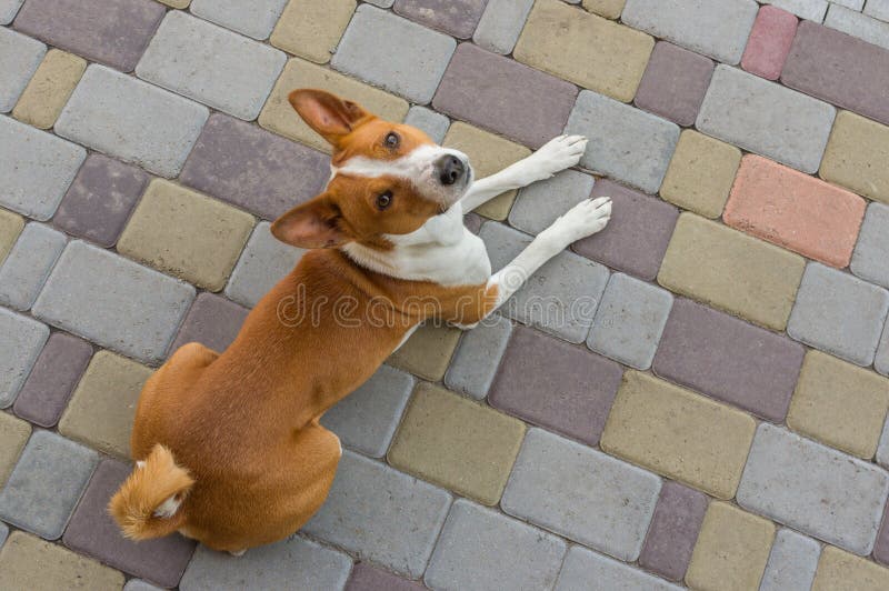 Dog Looking Above Lying on a Street Pavement Stock Image - Image of ...