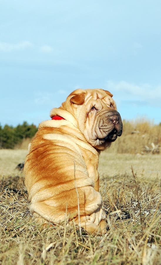 Dog looking back stock photo. Image of grass, domestic - 24406634