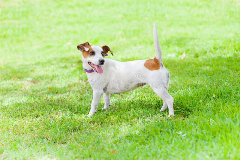 Dog looking back on alert stock photo. Image of alert - 41341024